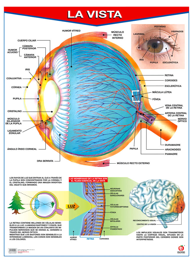 Póster La Vista | Polillita Material Didáctico